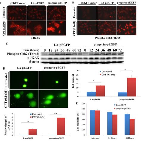 Ectopic Progerin Expression In Cancer Cells Nih 3t3 Cells Were