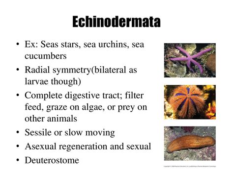 Warm Up Describe Some Ways That We Group Invertebrates Based On Their “body Plan” Symmetry