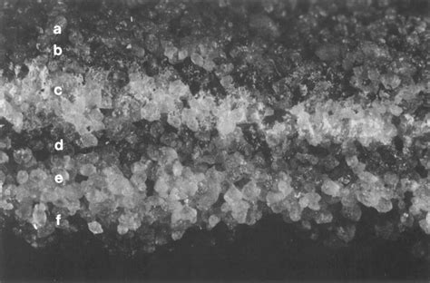 A Vertical Profile Of An Endolithic Community In Sandstone From East Download Scientific