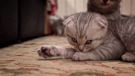 Gray Tabby Cute Kittens Are Having Fun Stock Footage Video Of Beauty