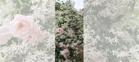 Клематис Белое облако купить в Нижнем Новгороде | Товары для дома и ...