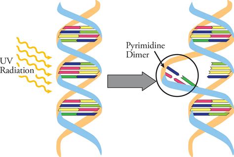 What Is Dimerization In Biology At Elizabeth Ashworth Blog