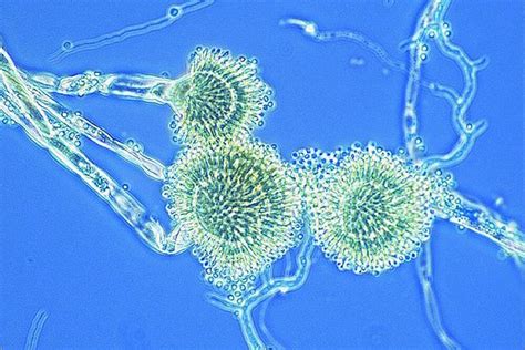 Phase Contrast And Microscopy Learn And Share Leica Microsystems