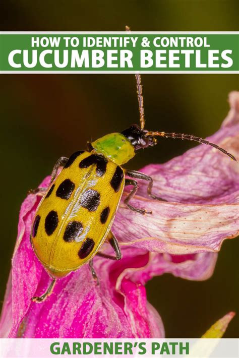 Cucumber Beetle Scientific Name Eicqn