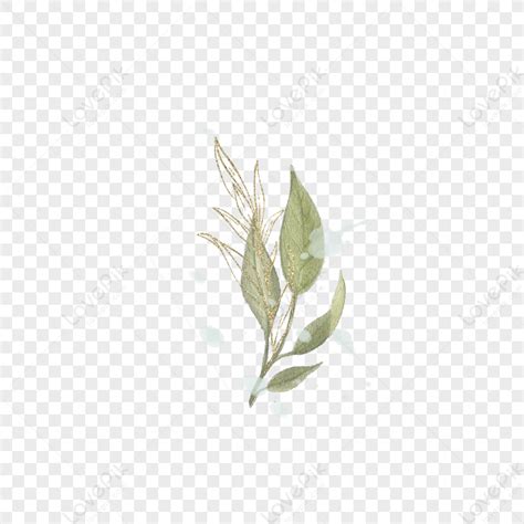 나뭇잎 일러스트 손으로 그린 요소 식물 꽃 황금 사치원주민유라시아 Png 일러스트 무료 다운로드 Lovepik