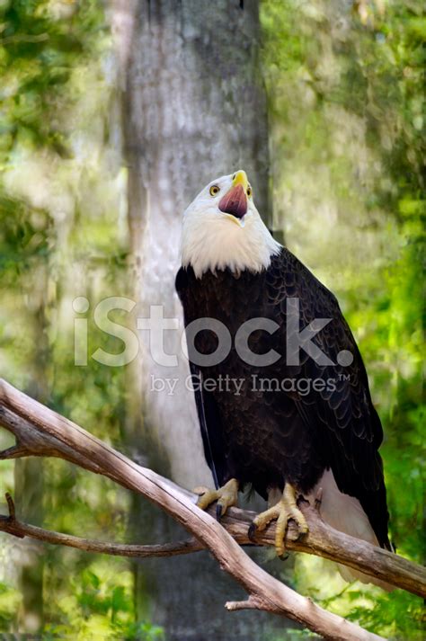 Eagle Gallery What Does A Female Bald Eagle Look Like