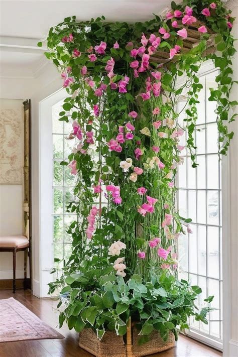 10 Best Indoor Climbing Vines