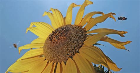 태양 아래서 해바라기 꿀 따는 꿀벌