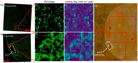 Biosensors Special Issue Feature Issue Of Optical And Photonic Biosensors Section Volume Ii