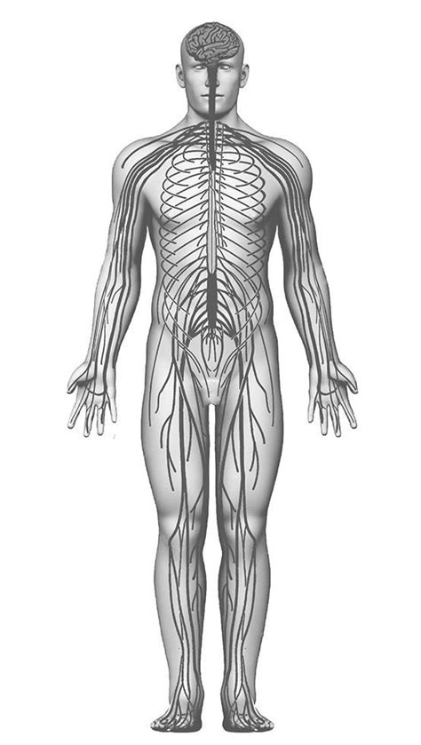 Foniiiii I Will Draw Professional Medical Illustrations Drawings