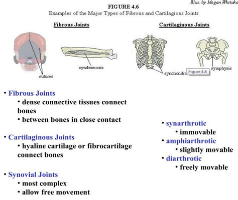 Three Types Of Fibrous Joints