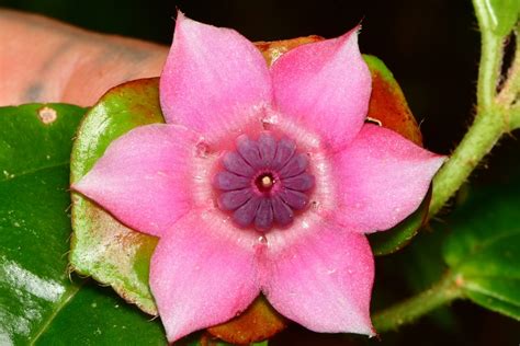 Blakea Bracteata In February 2025 By Joey Santore Two Red Bracks