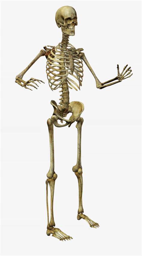 해골 뼈 공포 일러스트 Png 인물 해골 이미지 벡터 Psd 파일 Pngtree Human Skeleton Skeleton Anatomy Human
