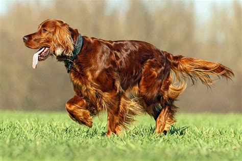Irish Setter Lifespan How Long Do Irish Setters Live
