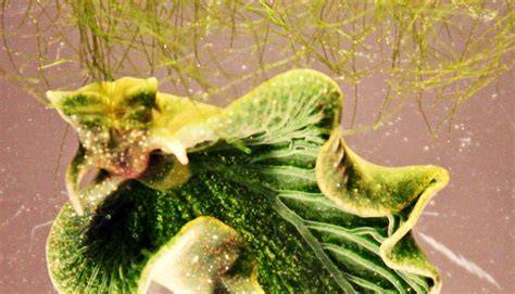 Algae Vaucheria Litorea