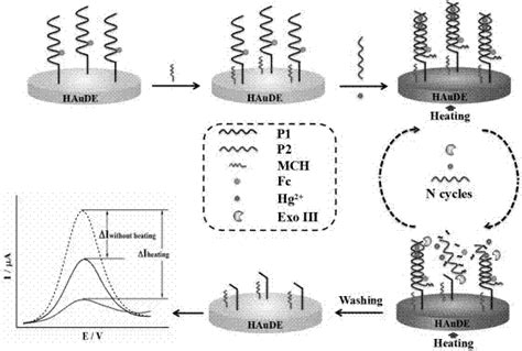 Temperature Controllable Electrochemical Mercury Ion Sensor And Preparation Method Thereof