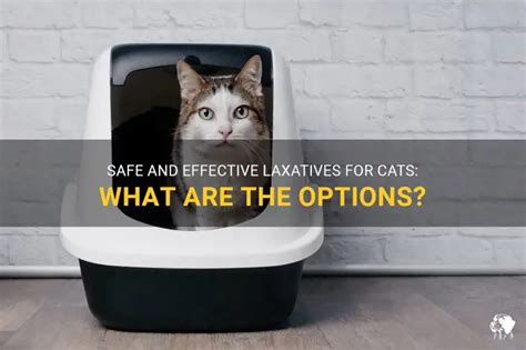 Safe And Effective Laxatives For Cats What Are The Options Petshun