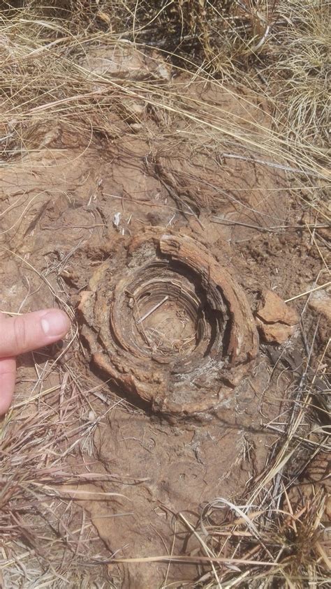 Is This A Fossil Of A Tree Found It In A Rock Just North Of Johannesburg On A Hike R Paleontology