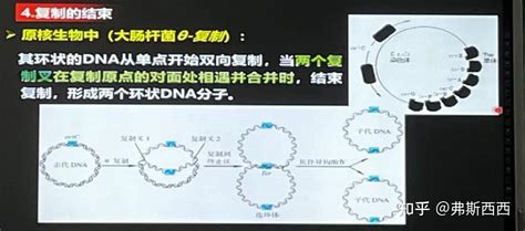 生化——dna的复制及损伤修复整理 知乎