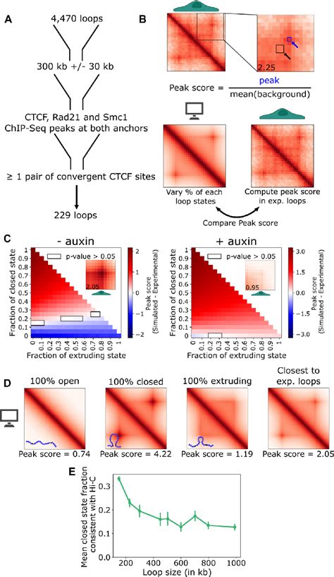 Figure 2 From Polymer Simulations Guide The Detection And
