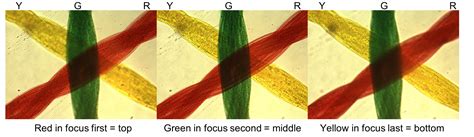 Microscope Lab Anatomy And Physiology I Oer Lab Manual