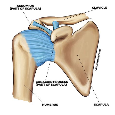 Acromion Process Scapula Diagram Shoulder Anatomy Bony Bone