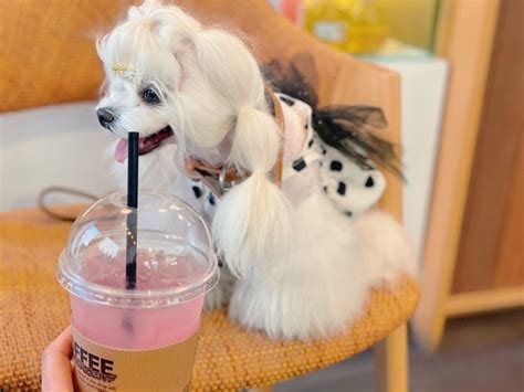 말티즈 수명 성격 평균 크기 털빠짐 있을까 분양 전 알아야 할 기본정보 네이버 블로그