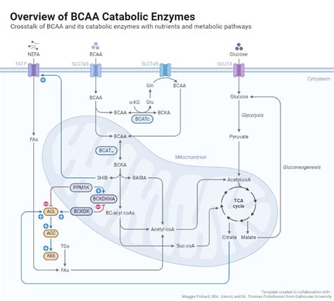 Overview Of Bcaa Catabolic Enzymes Biorender Science Templates
