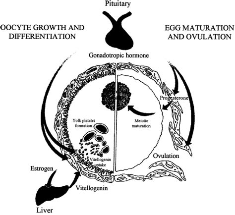 Hormonal Regulation Of Oocyte Growth And Differentiation Left And Egg Download Scientific