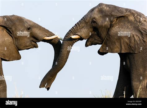 A Pair Of African Elephants Use Their Trunks To Communicate By Touch