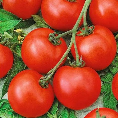 Томат Красная Шапочка 🌱 - купить семена томата в Украине | FLORIUM.UA