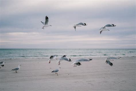 Maria Lazebnik Phd On Linkedin The Girl Who Only Liked Birds