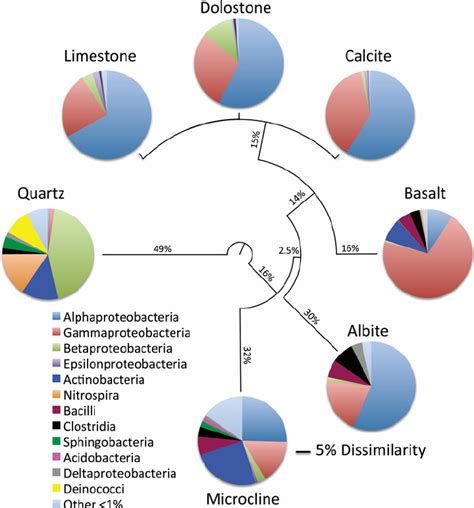 Dendrogram Of Bacterial β Diversity Displaying The Overlap In Download Scientific Diagram