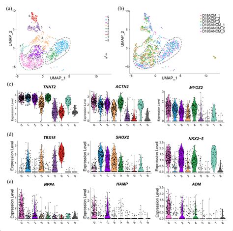 Single Cell Rna Sequencing Of Sancm And Acm A Umap Representation Of