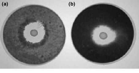 A Spot Assay With Pediococcus Pentosaceus R47 On De Mann Rogosa