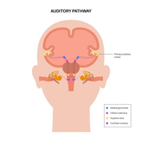 Auditory Pathway Vectors And Illustrations For Free Download