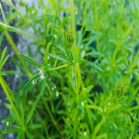 Cleavers Rhs Advice