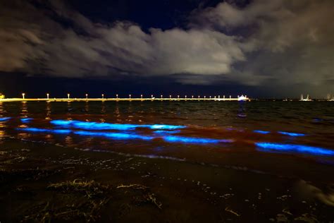 Cosmic Glow Bioluminescent Algae Lights Up Melbournes St Kilda Beach Sigma Earth