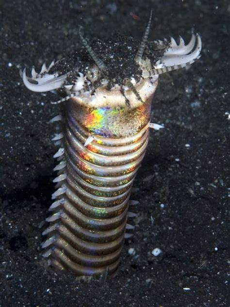 1 Minute 🌊🪱 The Terrifying Bobbit Worm Oceans Ambush Predator 🪱🌊