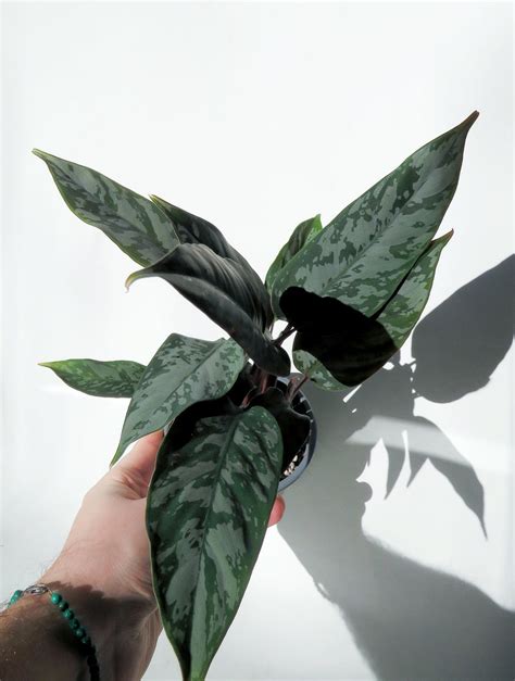 Apoballis Acuminatissima Lavallaei Homalomena Purple Sword