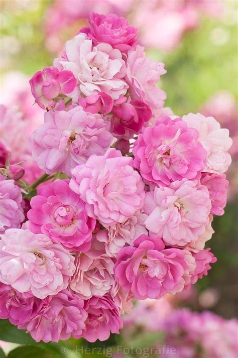 Beautiful Pink Flowers In The Garden Lovely Fairy Rose Rosa Felicia Pretty Flowers