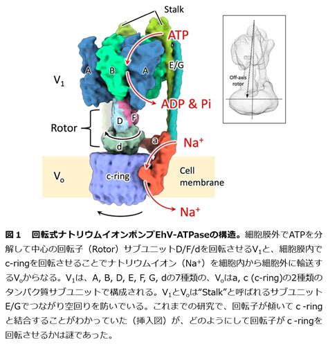 【共同リリース】回転式ナトリウムイオンポンプの6つの中間構造すべてを立体構築することに成功 Chibadai Next
