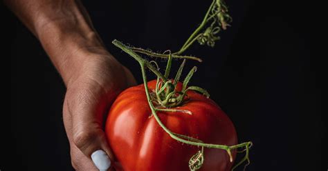 빨간 속살 먹으면 줄줄이 의문사‘악마의 열매 누명 쓴 이유 퇴근후 부엌 샥슈카