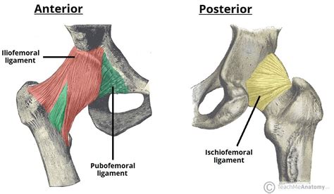 Ligament Of The Head Of The Femur