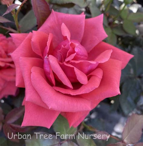 Rosa Fragrant Cloud Urban Tree Farm Nursery