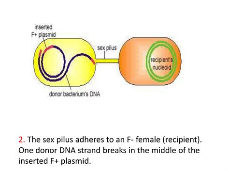 Bacterial Recombination Plasmids And Episomes Pptx