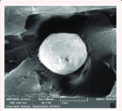 Sem Image Of Microcapsules Pcm For Tes System Download Scientific Diagram