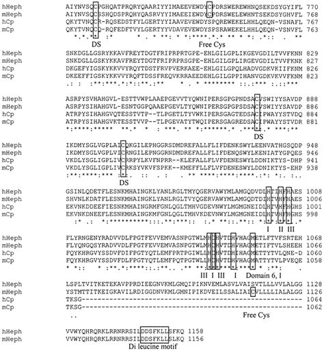 Alignment Of The Human Hephaestin Protein With The Murine Homologue And