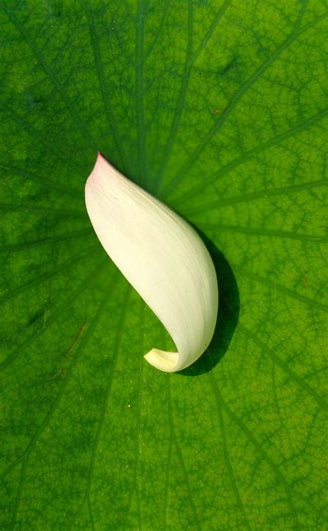 Xiaomi Redmi Pro S Dual Cameras Explained Plus Official Camera Samples Gizmochina