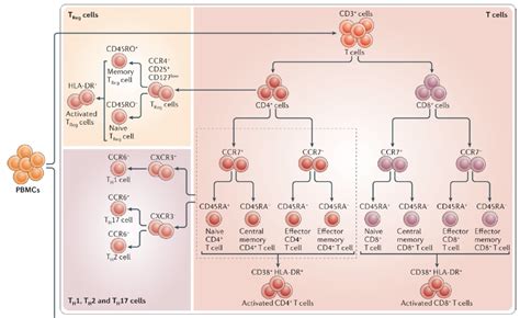 免疫细胞功能及其分群 之 T细胞 新闻动态 仪器谱